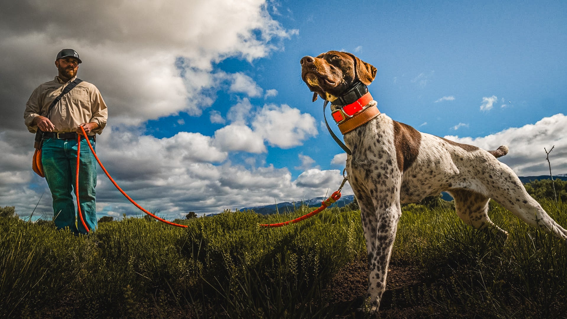 Best Gun Dogs | Premium Bird Dog Breeding & Training Services