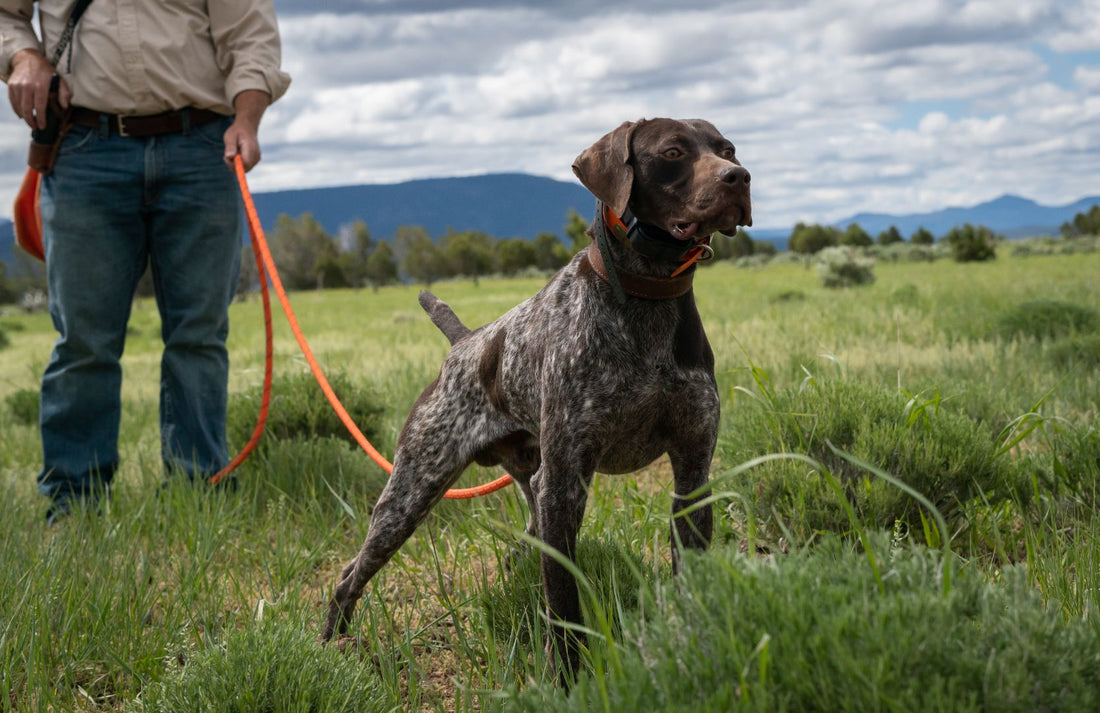 Professional Gun Dog Training Services | Best Gun Dogs