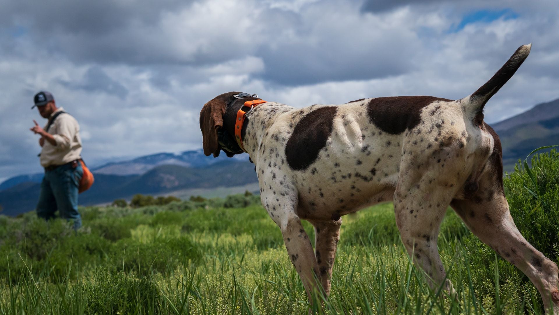 Our Dogs – Best Gun Dogs